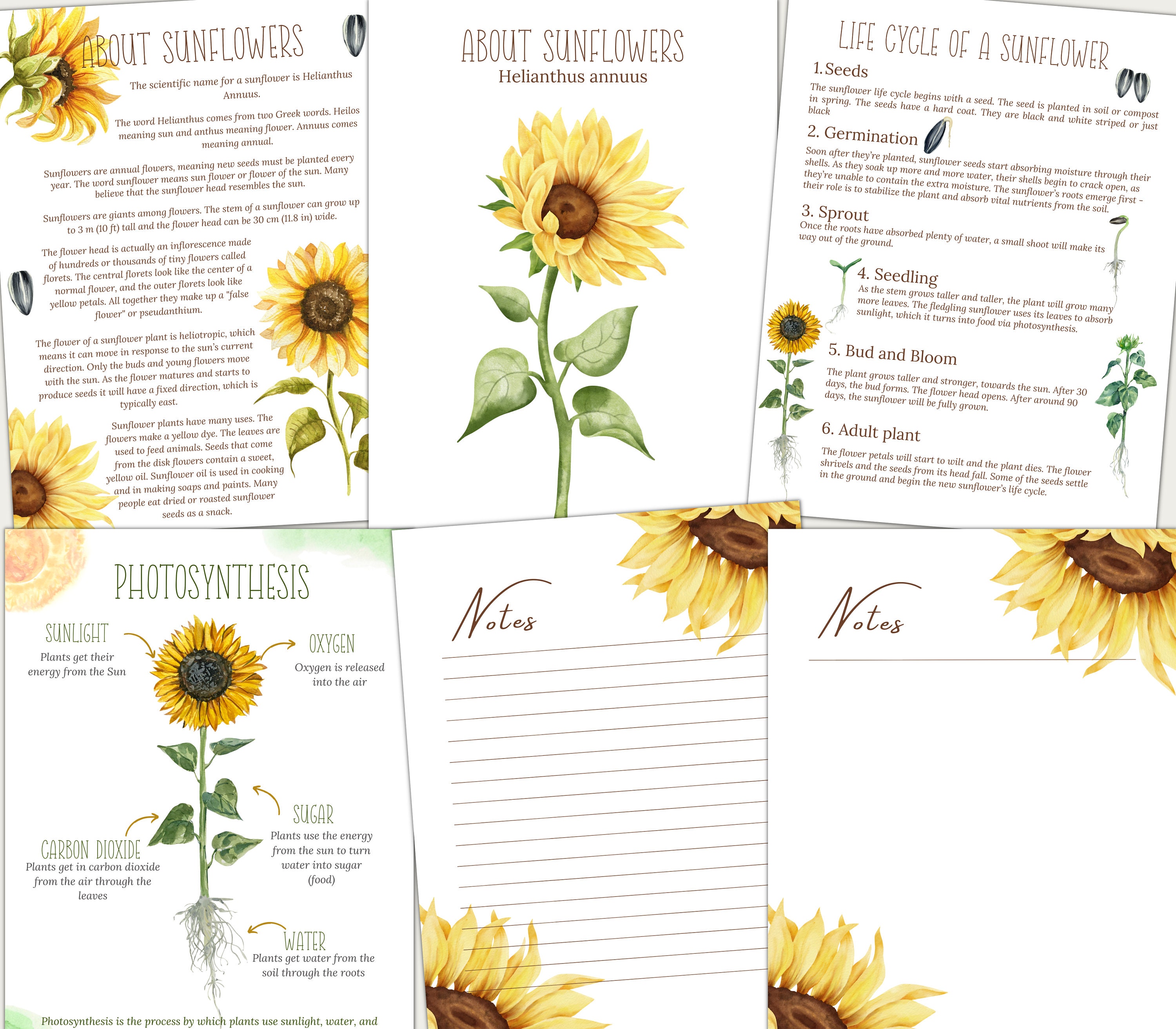 SUNFLOWER Unit Study Life Cycle Anatomy Nature Study - Etsy Singapore