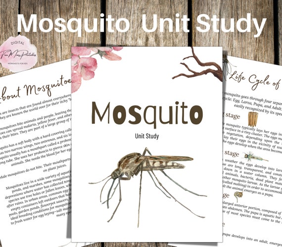 MOSQUITO Unit Study Life Cycle Anatomy Nature Study - Etsy