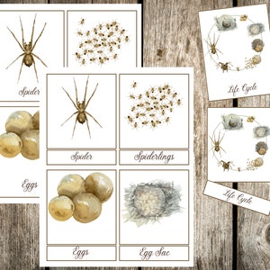 SPIDER Unit Study Life Cycle Anatomy Nature Study Science - Etsy
