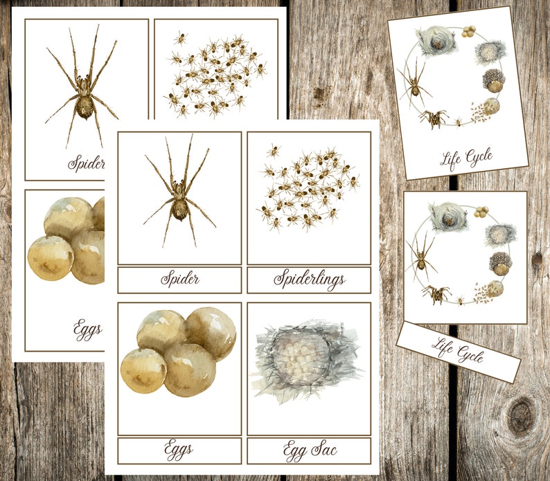 SPIDER Unit Study Life Cycle Anatomy Nature Study Science - Etsy