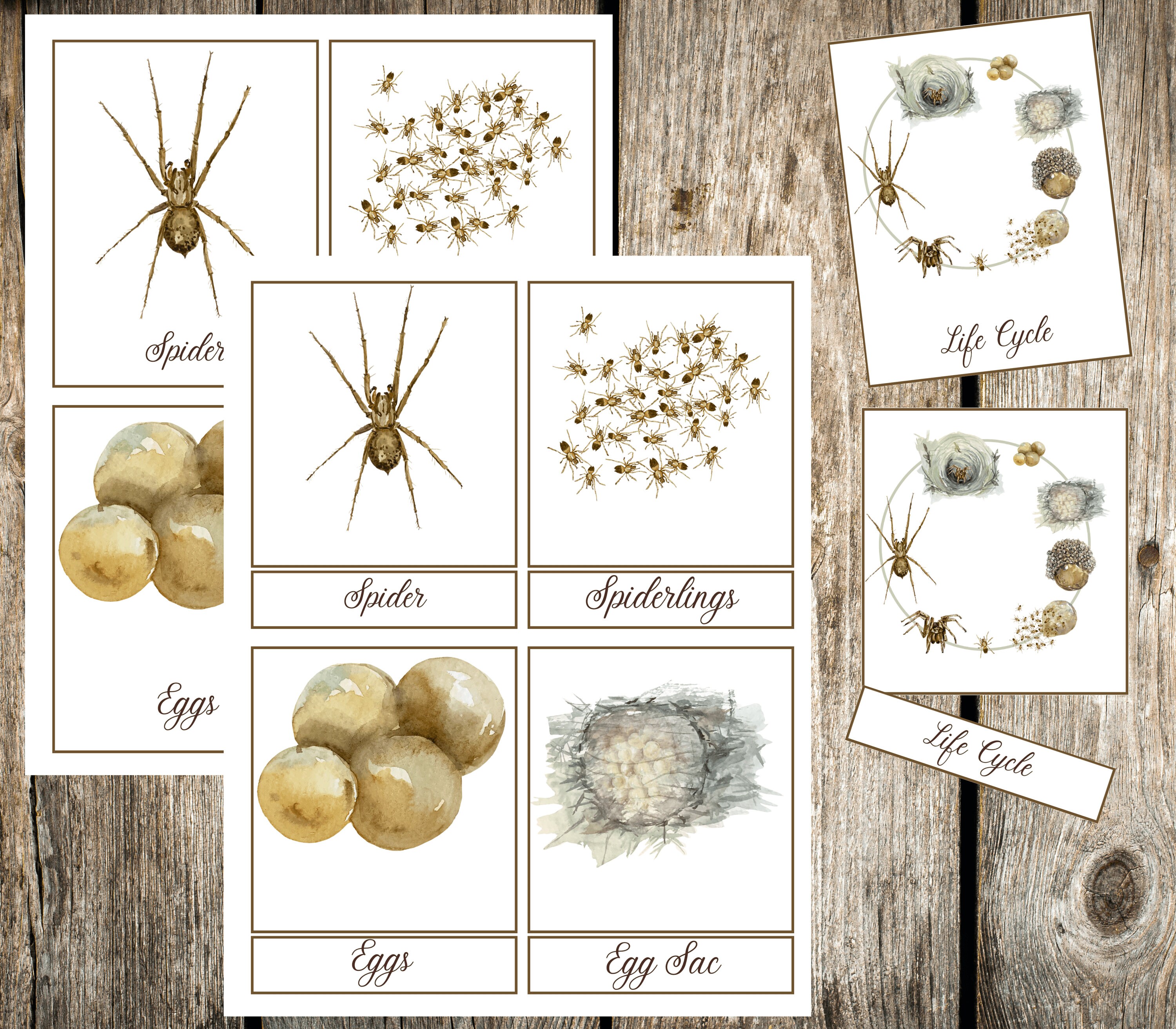 SPIDER Unit Study Life Cycle Anatomy Nature Study Science - Etsy Australia