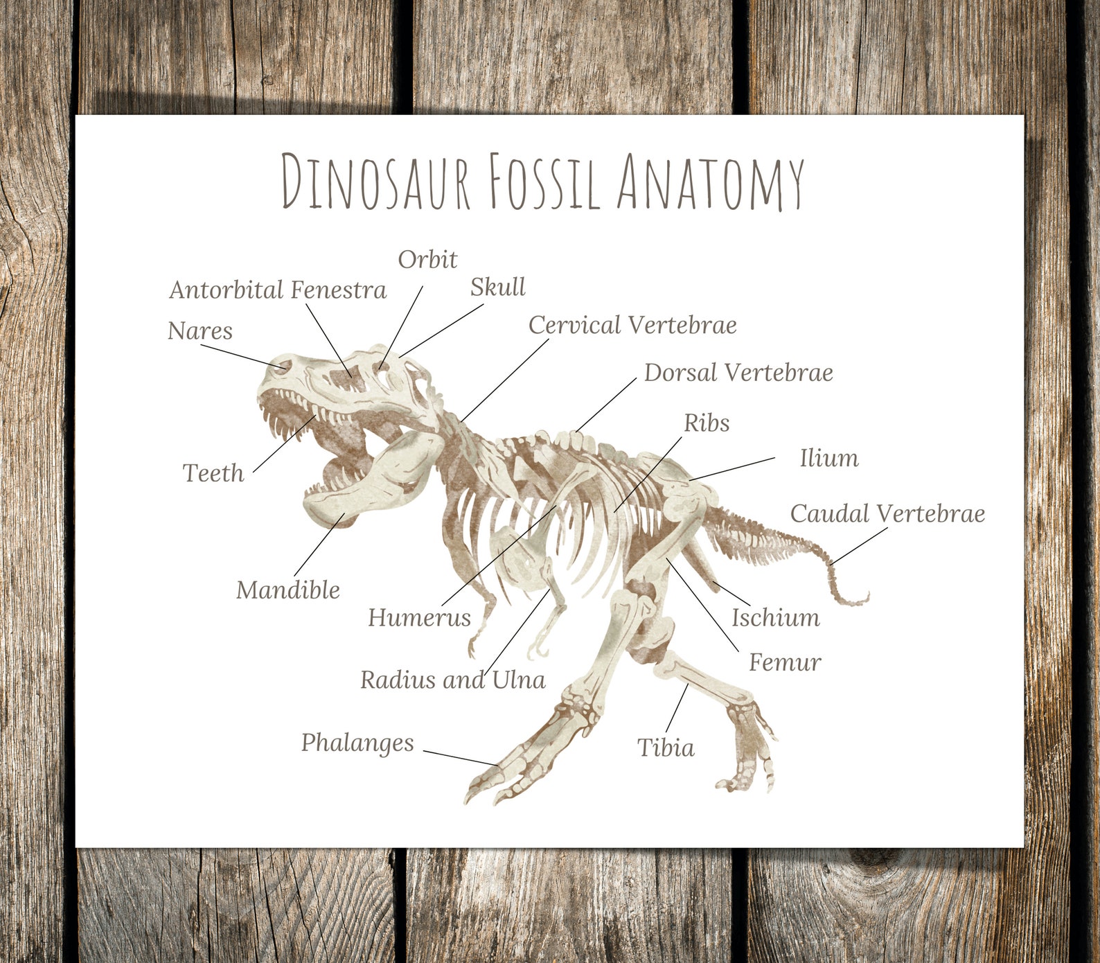 DINOSAUR Anatomy Poster and Labeling Activity Homeschool - Etsy
