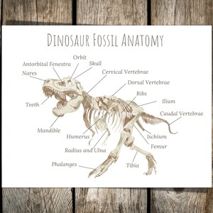 DINOSAUR Anatomy, Poster and Labeling Activity, Homeschool, Instant ...