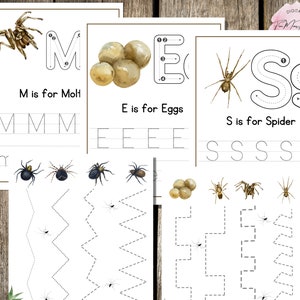 SPIDER Unit Study Life Cycle Anatomy Nature Study Science - Etsy