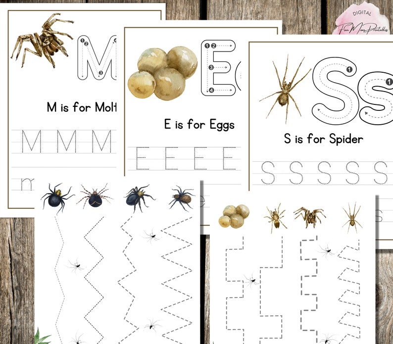 SPIDER Unit Study Life Cycle Anatomy Nature Study Science - Etsy Australia