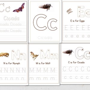 Cicada Life Cycle Unit Study: Anatomy, Homeschool Printable (instant ...