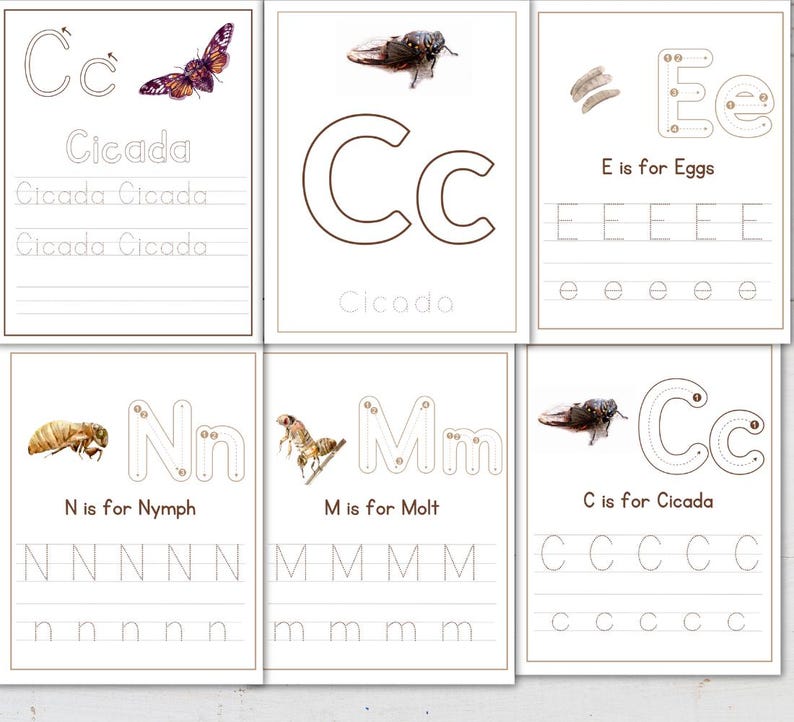 Cicada Life Cycle Unit Study: Anatomy, Homeschool Printable (instant ...