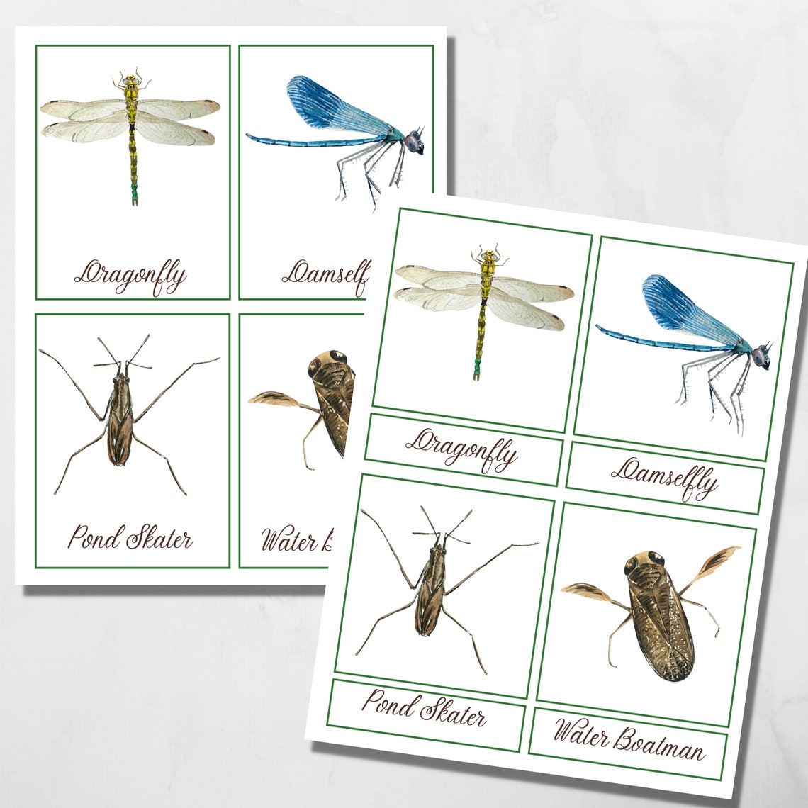 Minibeast 3 Part Cards and Miniposter Bugs Insects Nature - Etsy