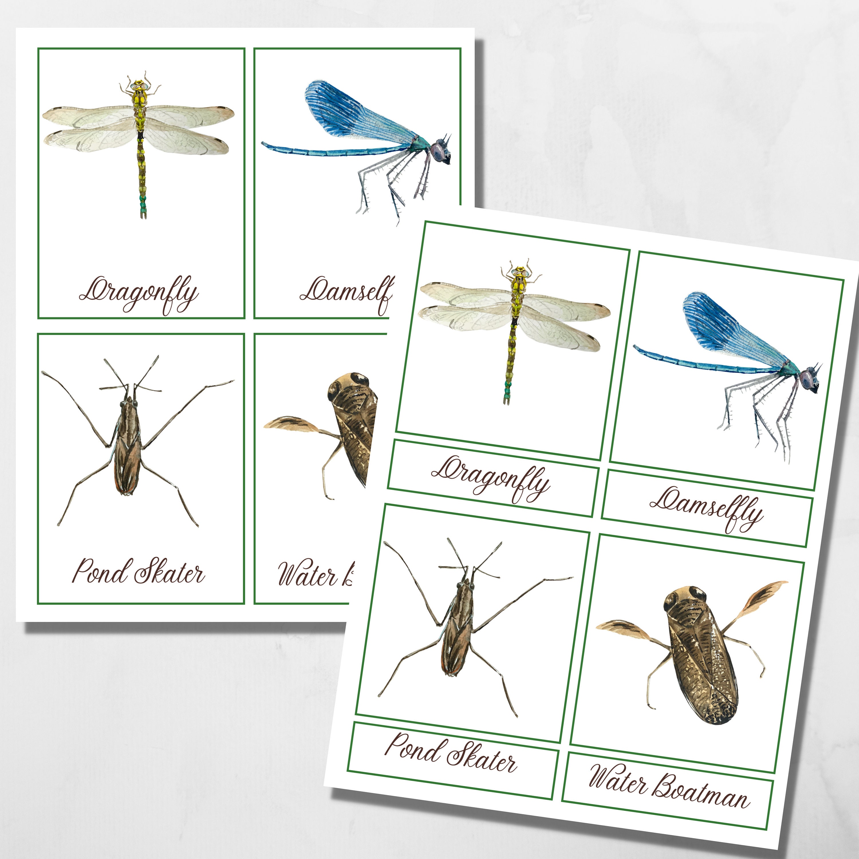 Minibeast 3 Part Cards and Miniposter Bugs Insects Nature - Etsy