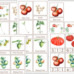 TOMATO Unit Study, Life Cycle, Anatomy, Nature Study, Science ...