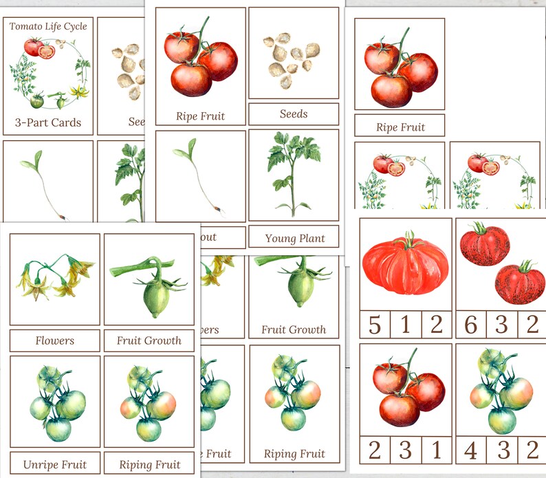 TOMATO Unit Study, Life Cycle, Anatomy, Nature Study, Science ...