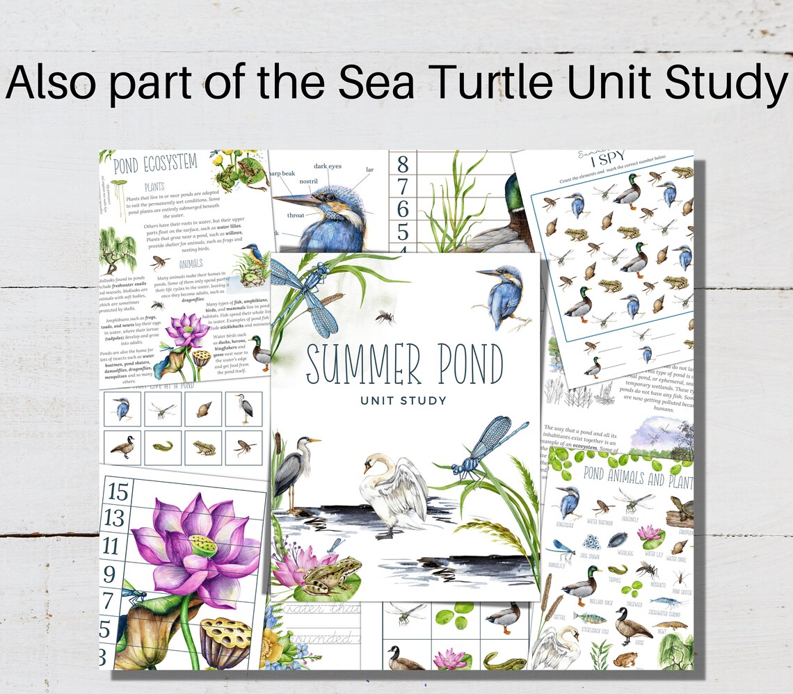Pond Scavenger Hunt: Observation Activity Pages (printable PDF) - Etsy