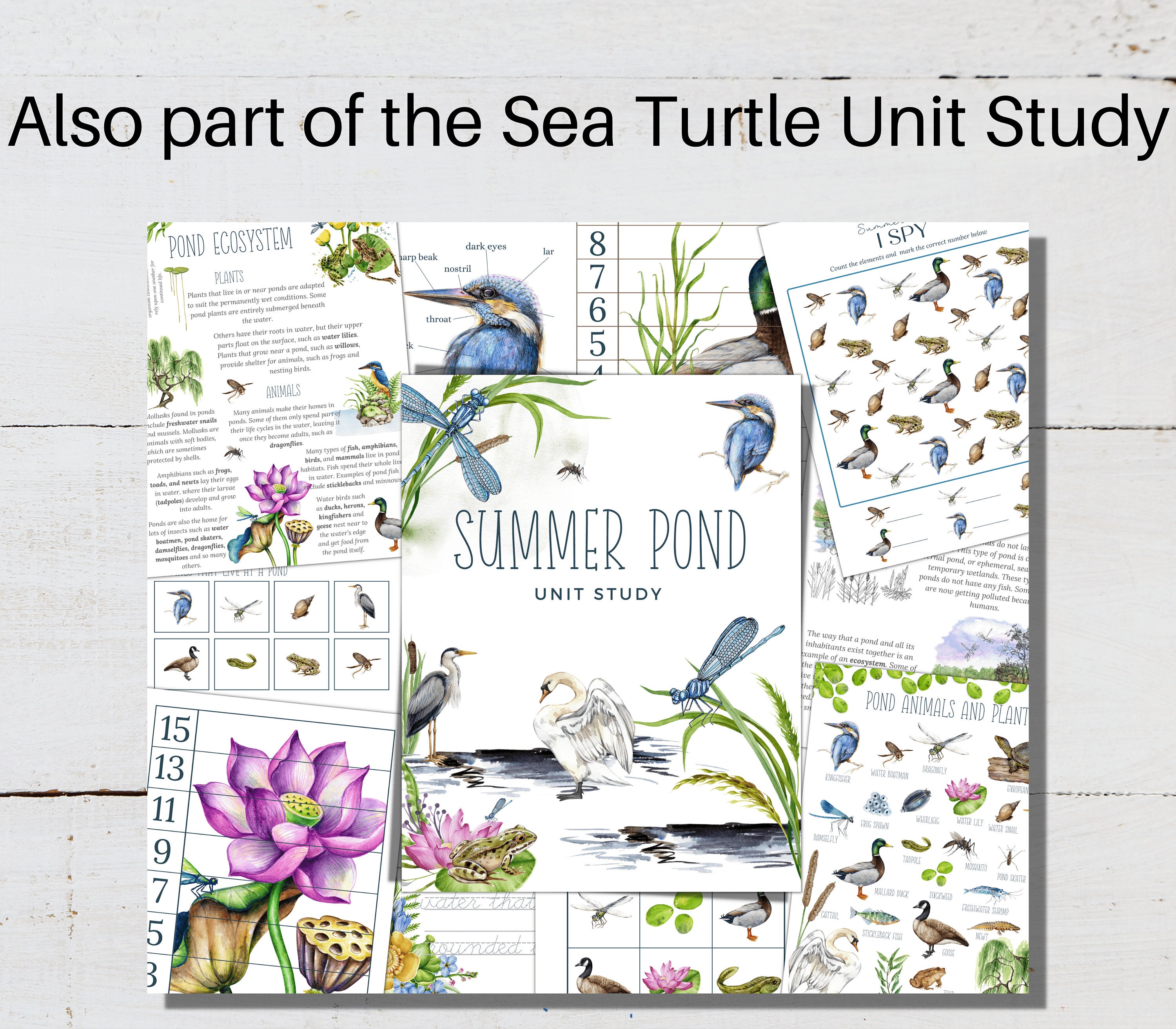 Pond Scavenger Hunt: Observation Activity Pages (printable PDF) - Etsy