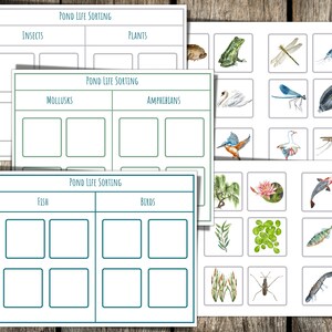 POND Unit Study Animals and Plants Unit Life Cycle Anatomy - Etsy