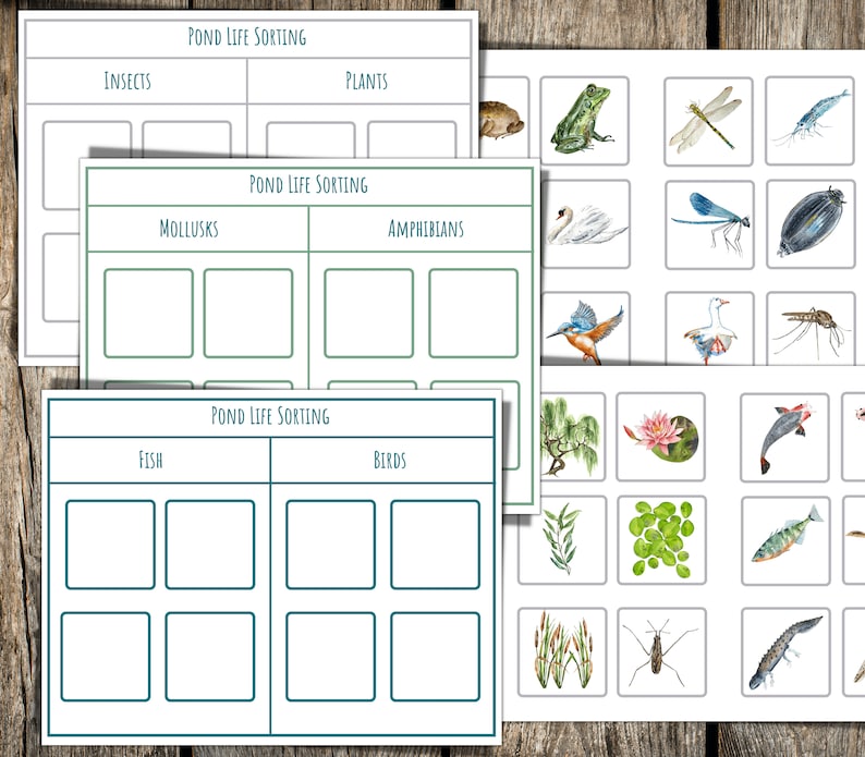 POND Unit Study Animals and Plants Unit Life Cycle Anatomy - Etsy