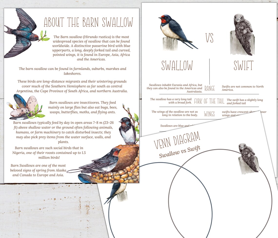 Swallow Unit Study: Homeschool Science, Anatomy & Life Cycle (instant ...