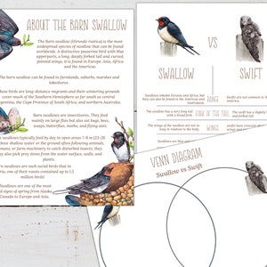 Swallow Unit Study: Homeschool Science, Anatomy & Life Cycle (instant ...