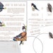 Swallow Unit Study: Homeschool Science, Anatomy & Life Cycle (instant ...