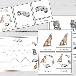 GREY WOLF Unit Study, Life Cycle, Anatomy, Nature Study, Science ...