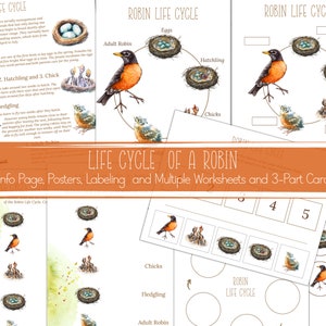 AMERICAN ROBIN Unit Study, Life Cycle, Anatomy, Nature Study, Science ...