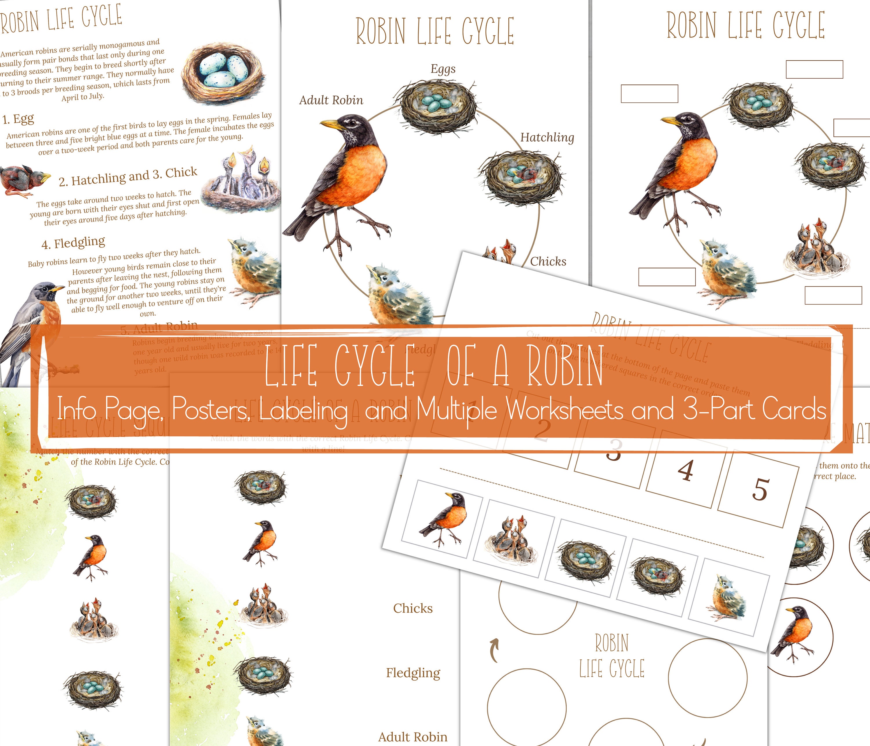American Robin Unit Study: Homeschool Science Printable (instant ...