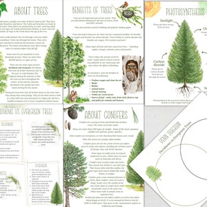 CONIFER TREE Unit Study, Life Cycle, Anatomy, Nature Study, Science ...