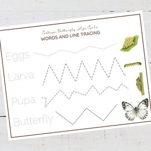 LARGE WHITE BUTTERFLY Life Cycle, Nature Study, Homeschool Printable ...
