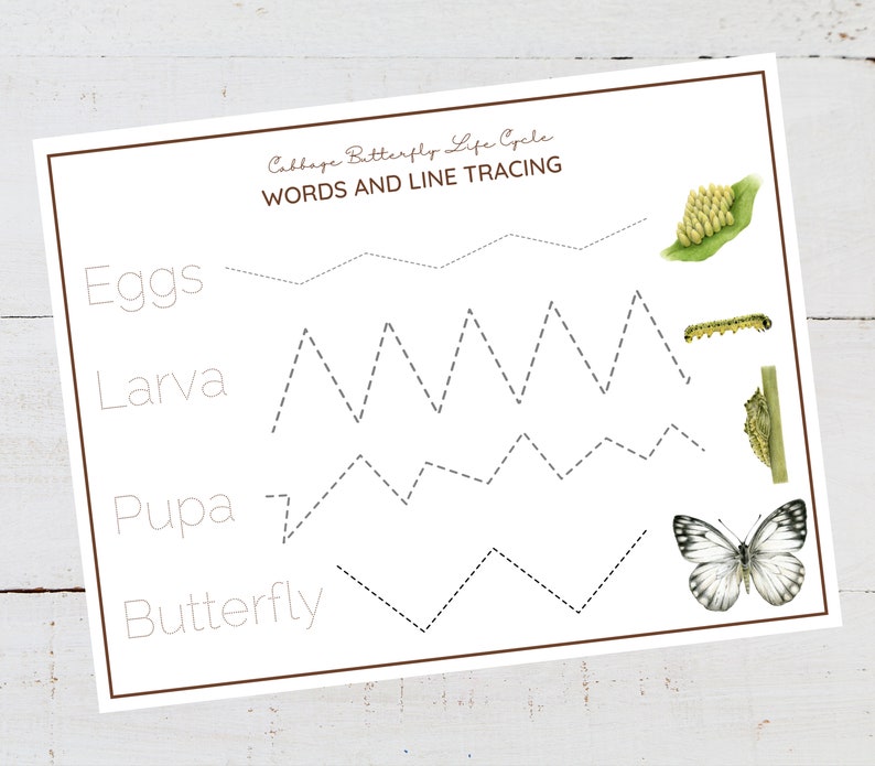 LARGE WHITE BUTTERFLY Life Cycle, Nature Study, Homeschool Printable ...