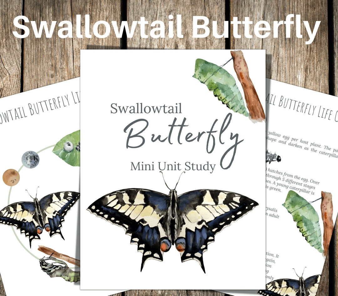 Swallowtail BUTTERFLY Unit Study, Life Cycle, Anatomy, Nature Study ...