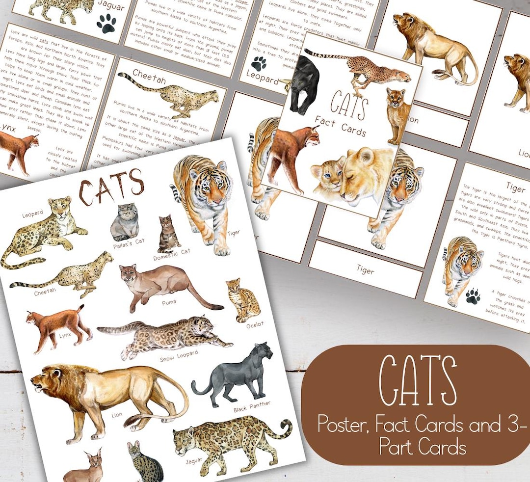 CATS Mini Poster + 3-part Cards + Fact Cards, Montessori, Instant ...
