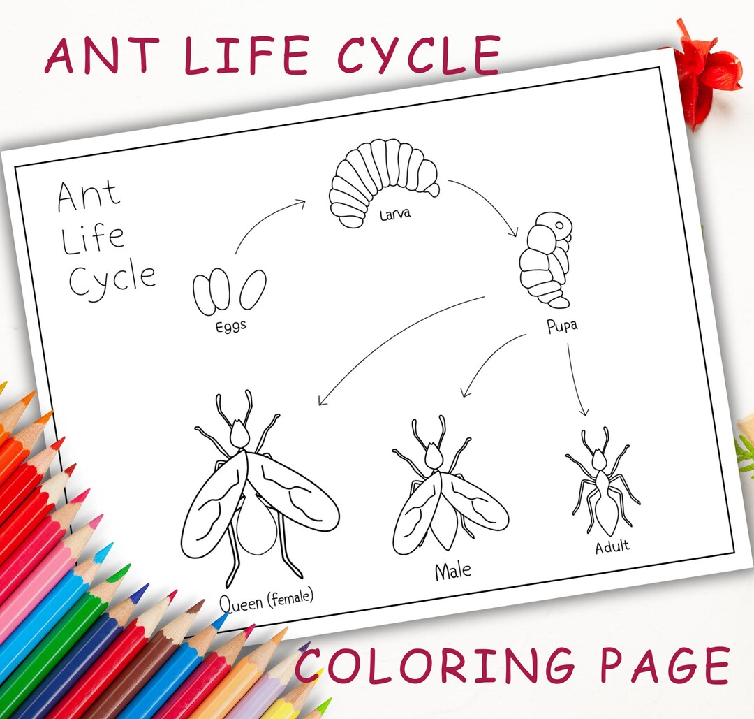 Ant Life Cycle Coloring Page, Printable Life Cycle of a Butterfly, Life ...