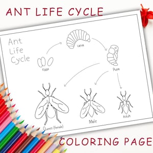 Ant Life Cycle Coloring Page, Printable Life Cycle of a Butterfly, Life ...