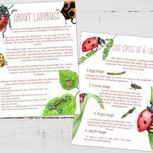 LADYBUGS Unit Study Nature Study Ladybug Activities - Etsy