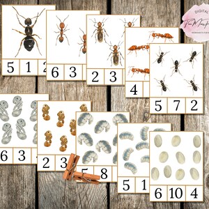 ANT Colony Unit Study Life Cycle Anatomy Nature Study | Etsy