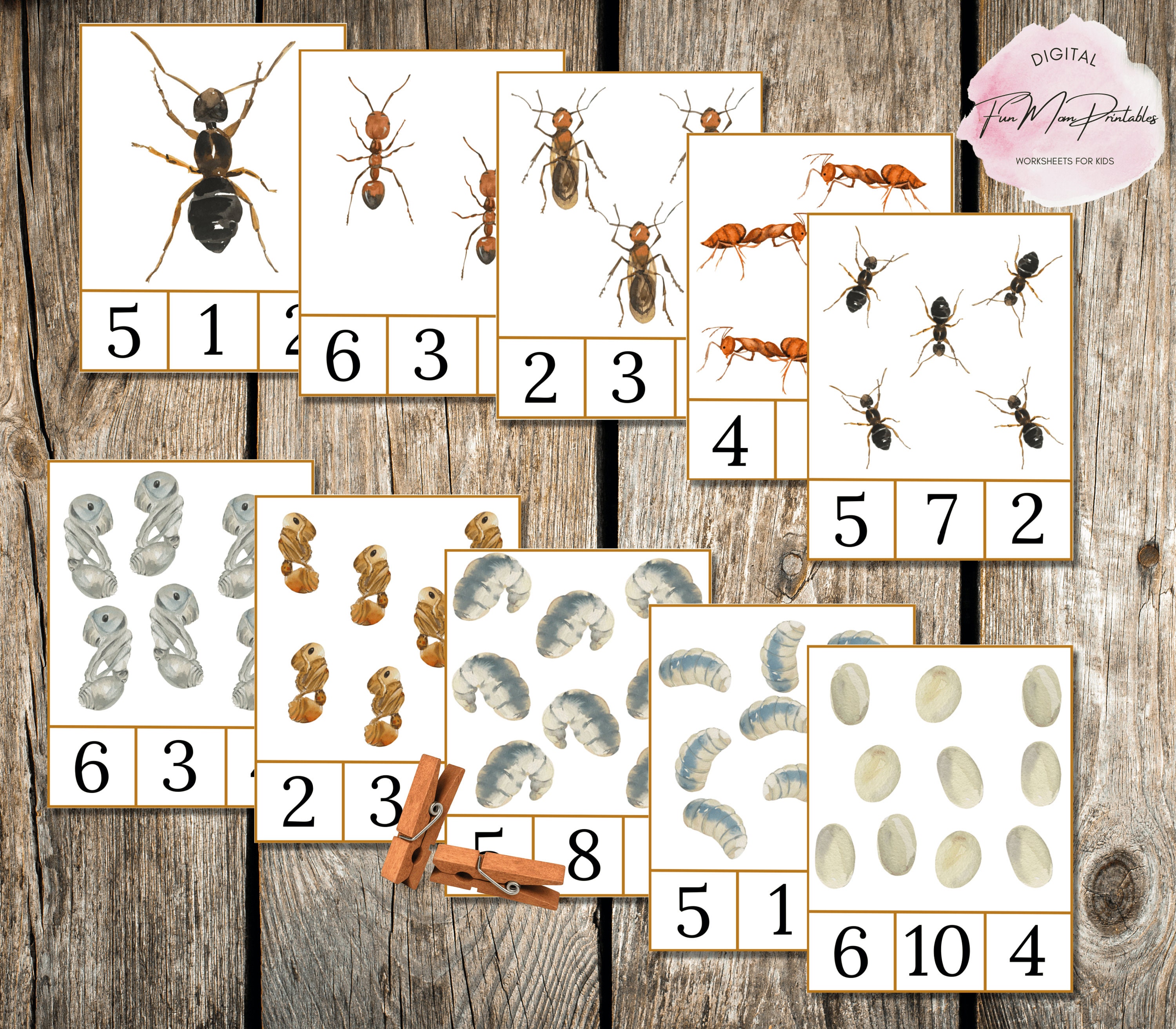 ANT Colony Unit Study Life Cycle Anatomy Nature Study - Etsy Australia