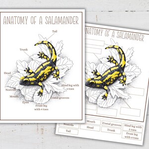Salamander Anatomy, Poster and Labeling Activity, Homeschool, Instant ...