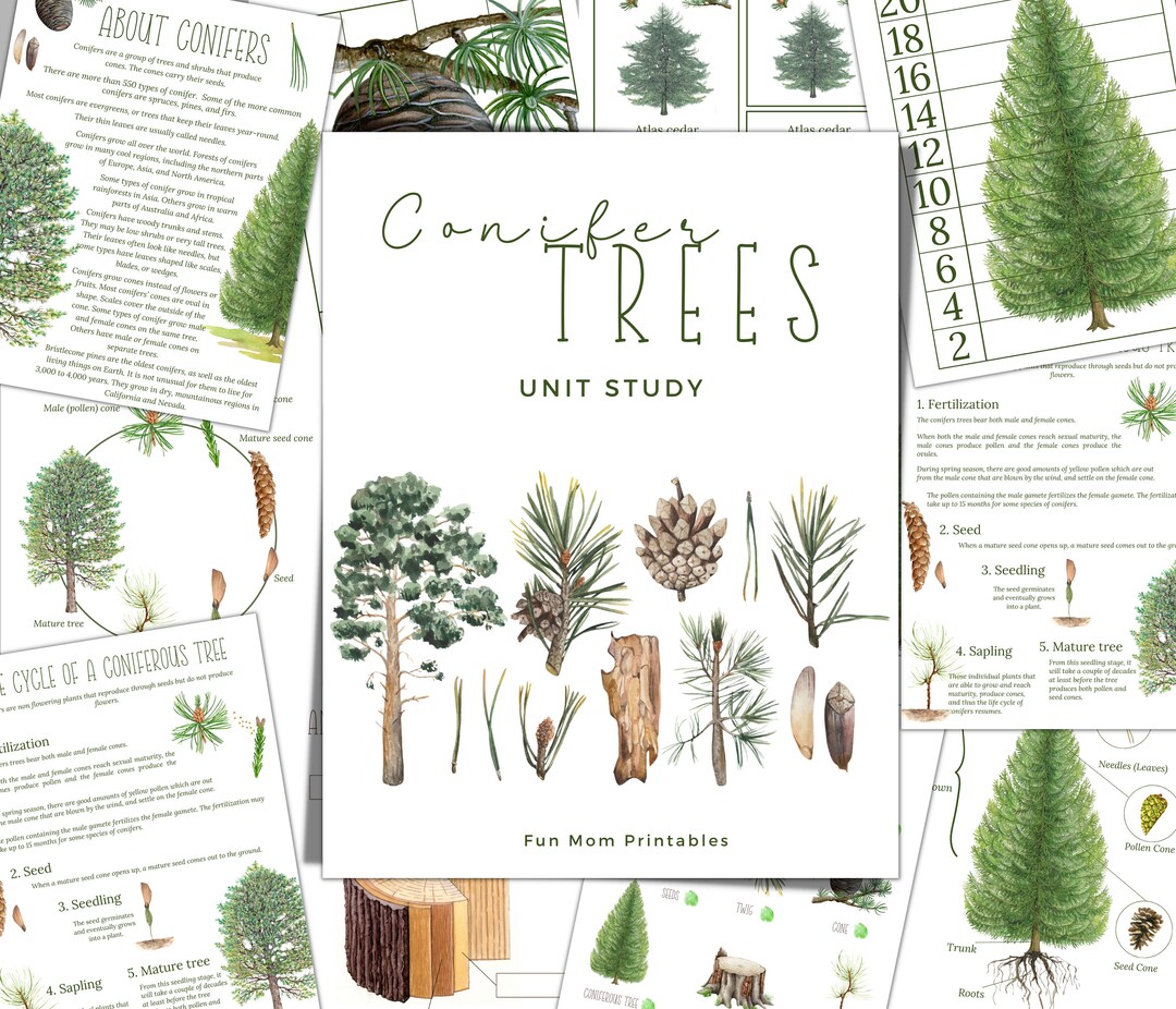 CONIFER TREE Unit Study Life Cycle Anatomy Nature Study - Etsy UK