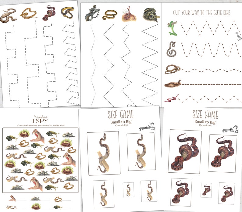 Snakes Unit Study: Anatomy, Life Cycle, Homeschool Printable (instant ...