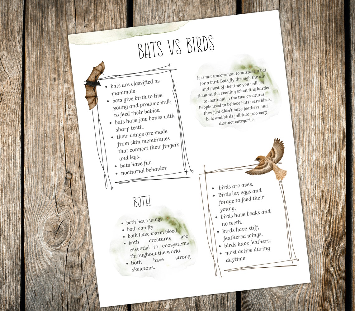 BATS Vs BIRDS Venn Diagram Activity Homeschool Montessori - Etsy