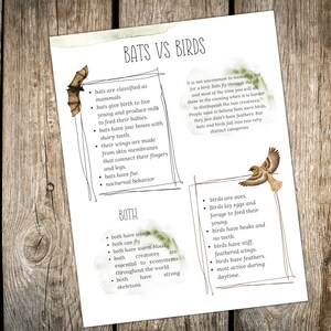 BATS Vs BIRDS Venn Diagram Activity, Homeschool, Montessori, Instant ...