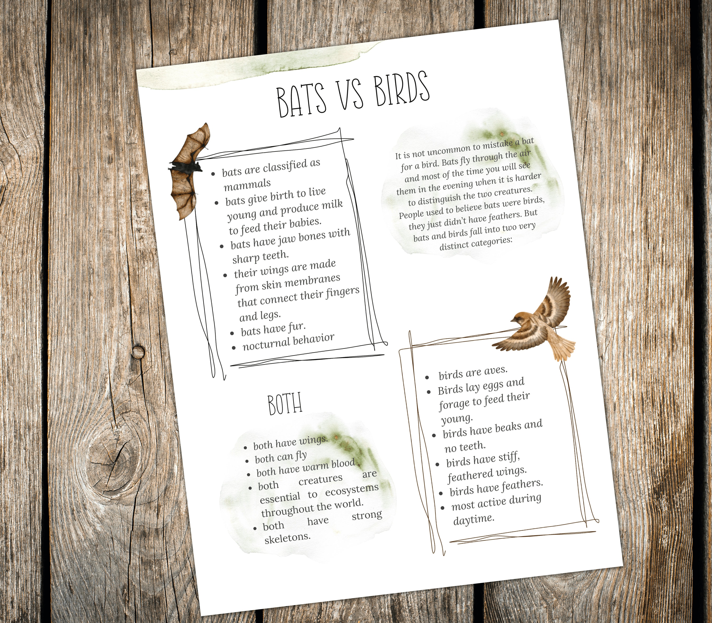 BATS Vs BIRDS Venn Diagram Activity Homeschool Montessori - Etsy