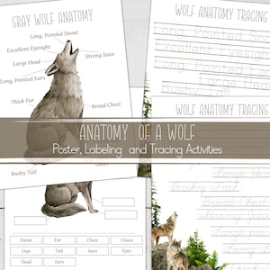 GREY WOLF Unit Study, Life Cycle, Anatomy, Nature Study, Science ...