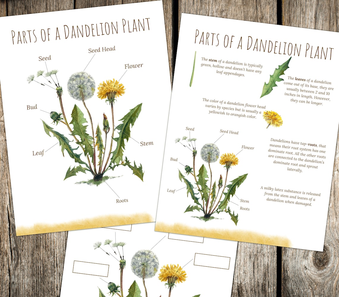 DANDELION Unit Study Life Cycle Anatomy Nature Study - Etsy
