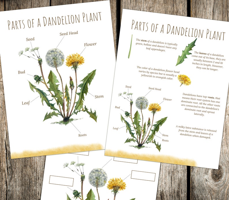 DANDELION Unit Study Life Cycle Anatomy Nature Study - Etsy