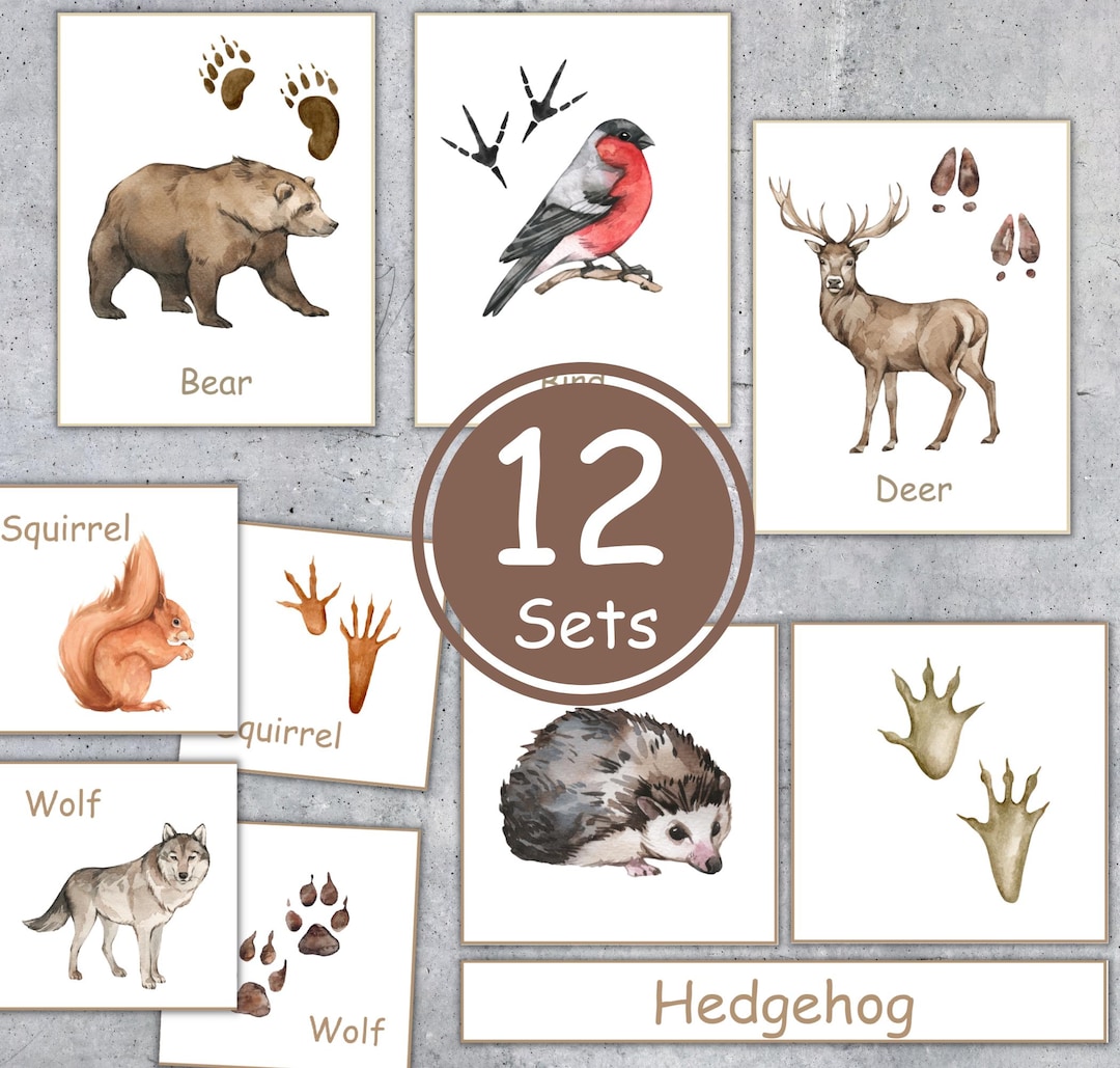 WOODLAND ANIMALS Tracks, Flashcards and Matching Activities, Instant ...