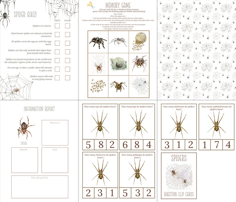 Spider Unit Study: Life Cycle, Anatomy, Homeschool Printable (instant ...