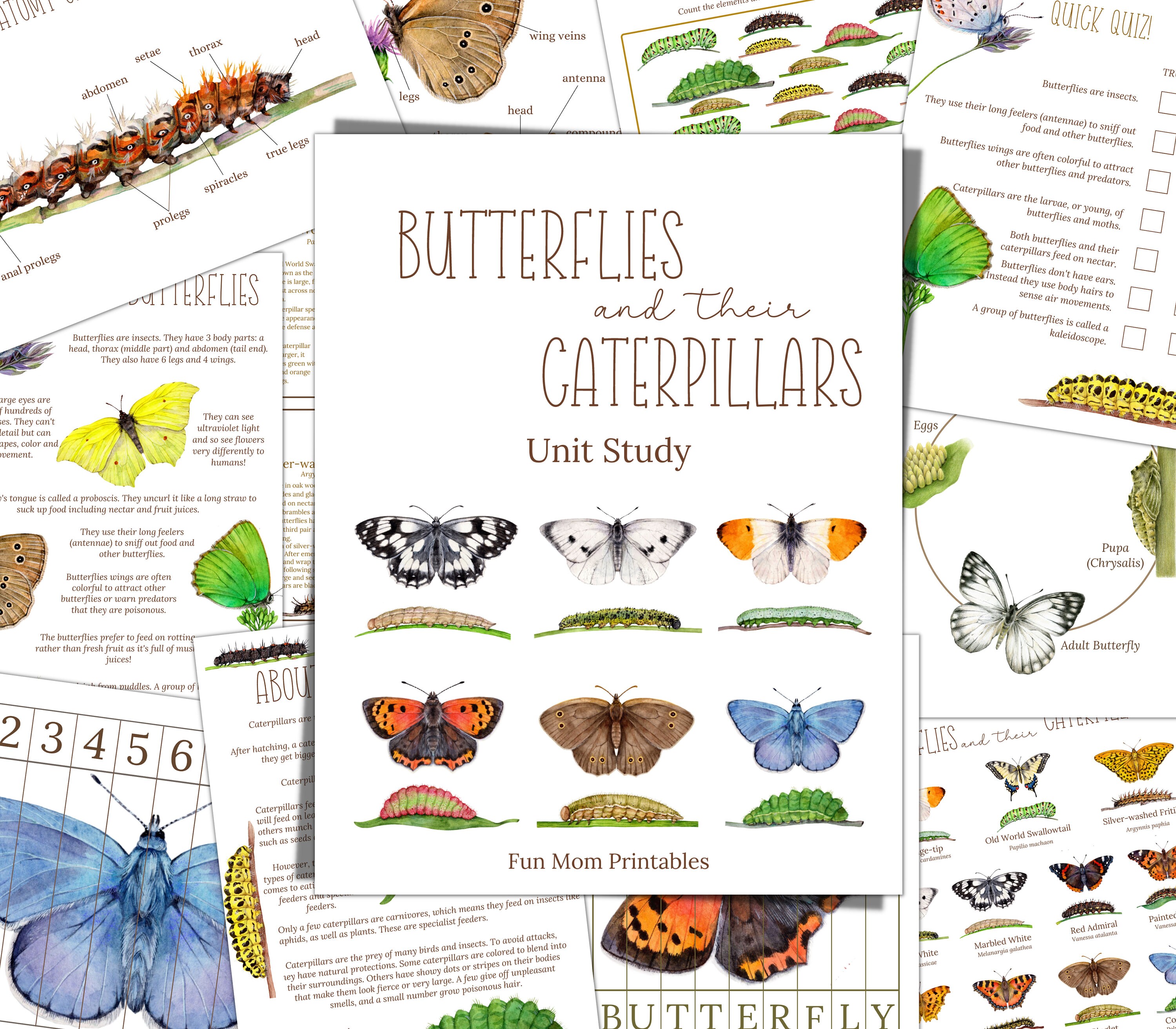 Minibeasts Unit Study Bundle: Life Cycle, Anatomy (instant Download) - Etsy