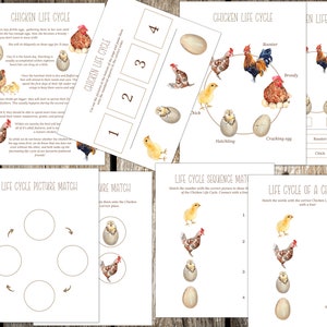 Chicken Unit Study , Life Cycle, Anatomy, DIGITAL DOWNLOAD - Etsy