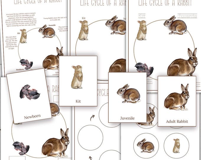 Rabbit Life Cycle Foldable Learning Activity for Kids | A4 and 11x8.5 ...