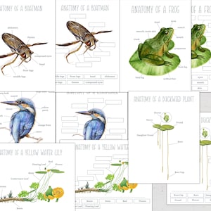 POND Unit Study, Animals and Plants Unit, Life Cycle, Anatomy, Nature ...